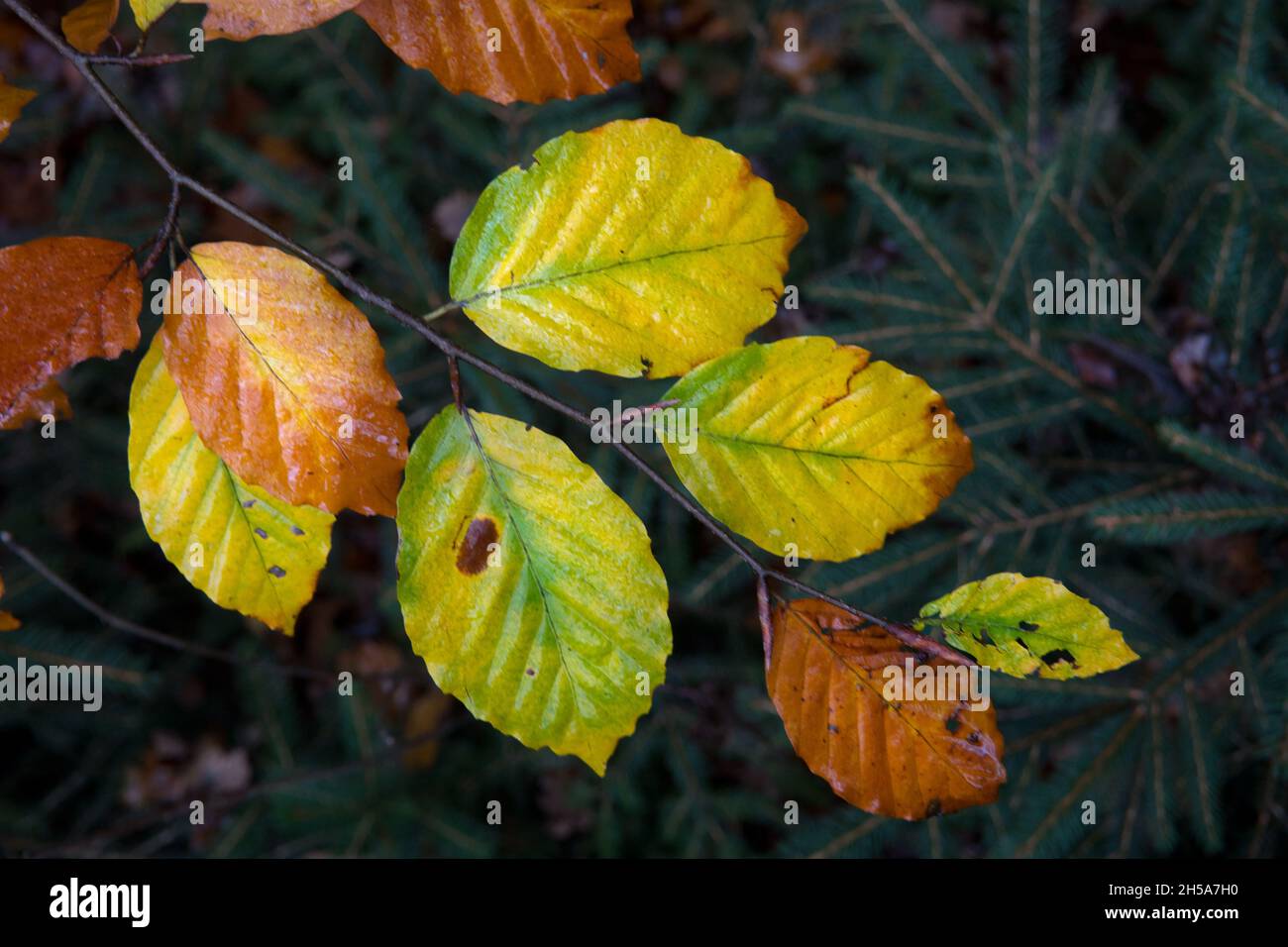 Branch of Beech tree, Fagus sylvatica, with leaves in autumn colors ...