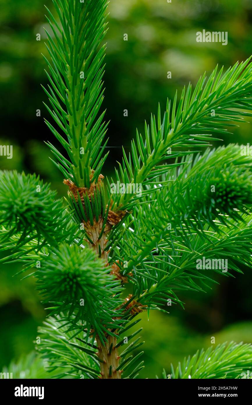 Spruce plant with young green needles. Young evergreen coniferous tree ...
