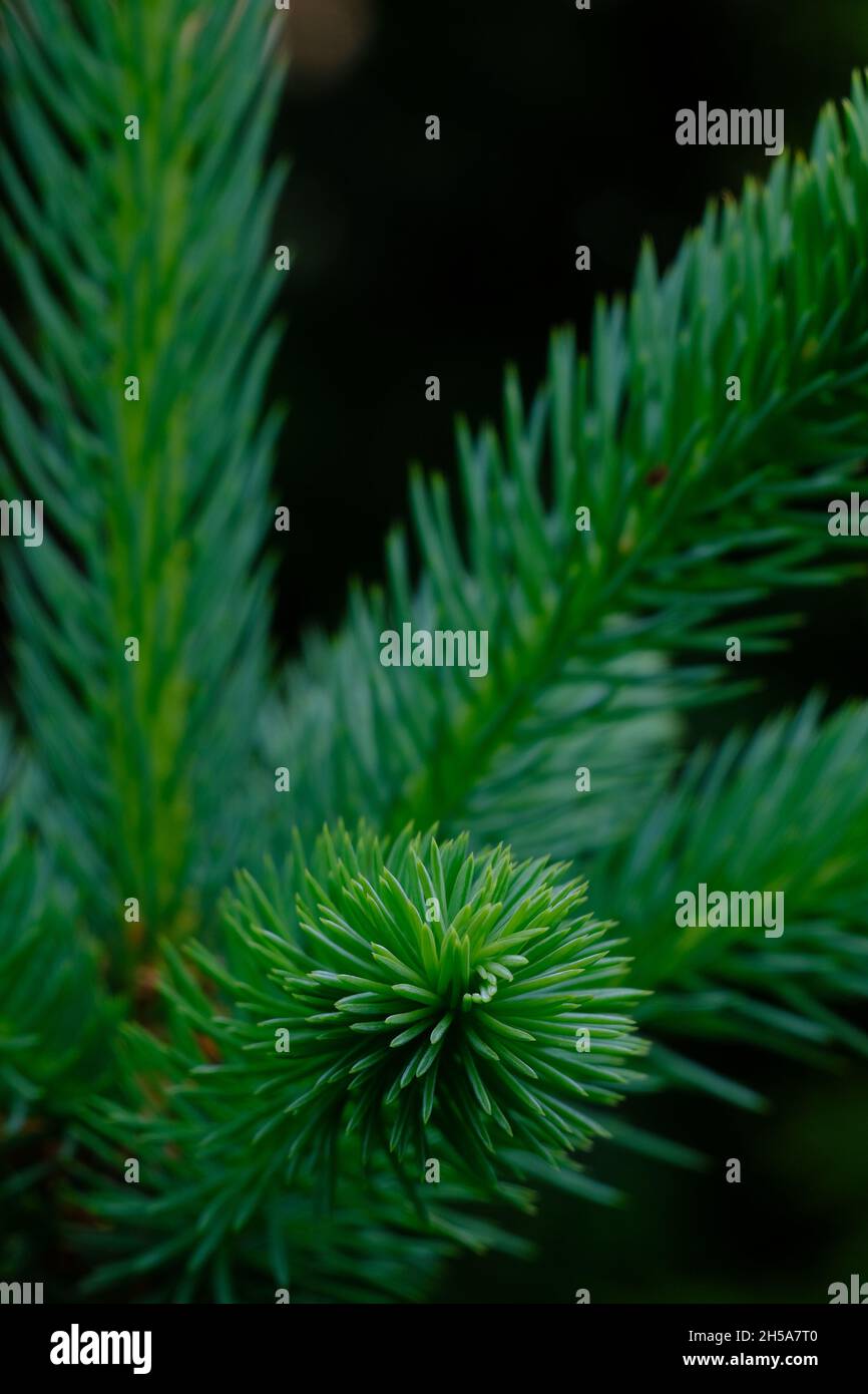 Spruce pine needle conifer hi-res stock photography and images - Alamy