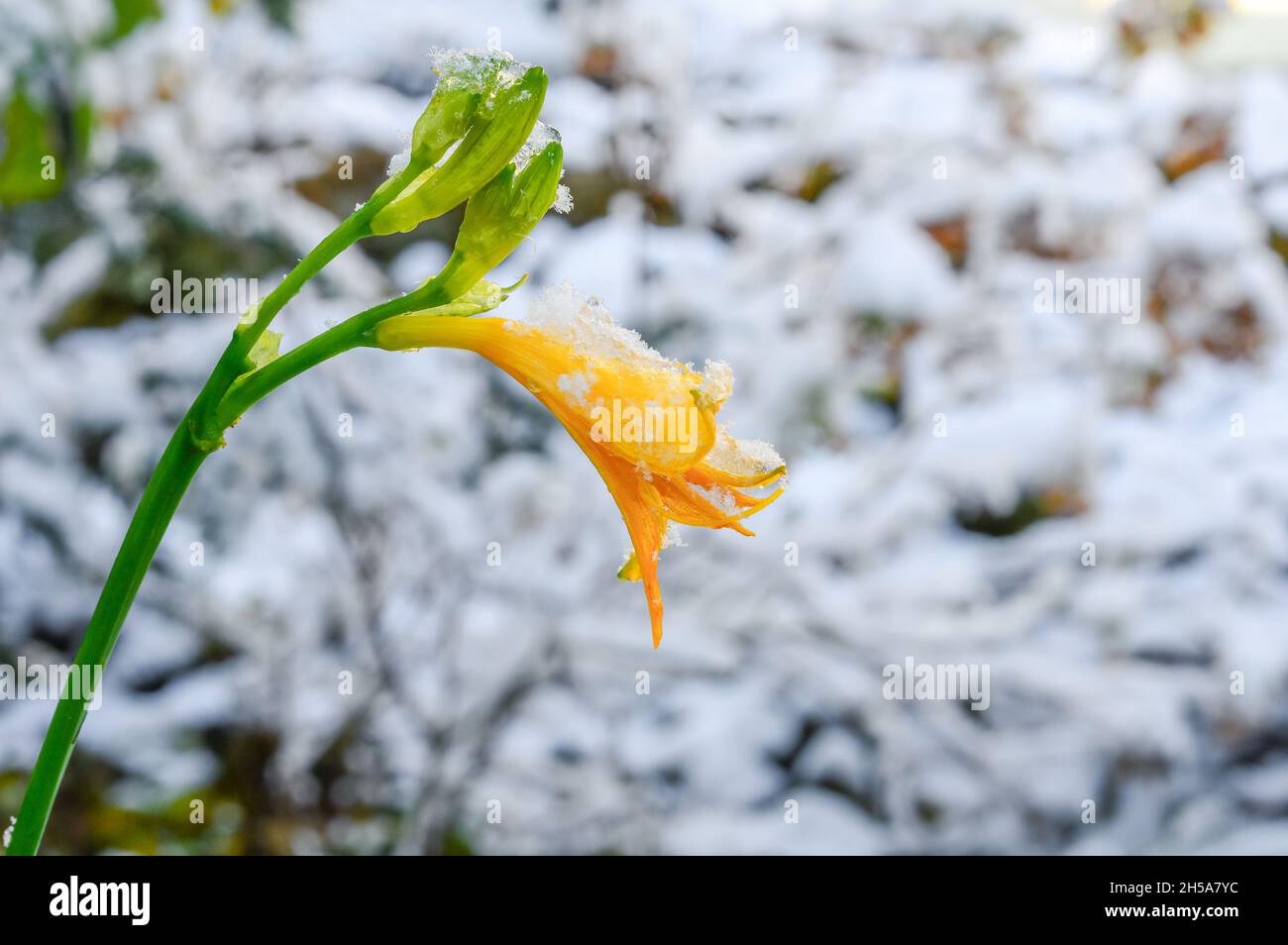 Snow lily hi-res stock photography and images - Alamy