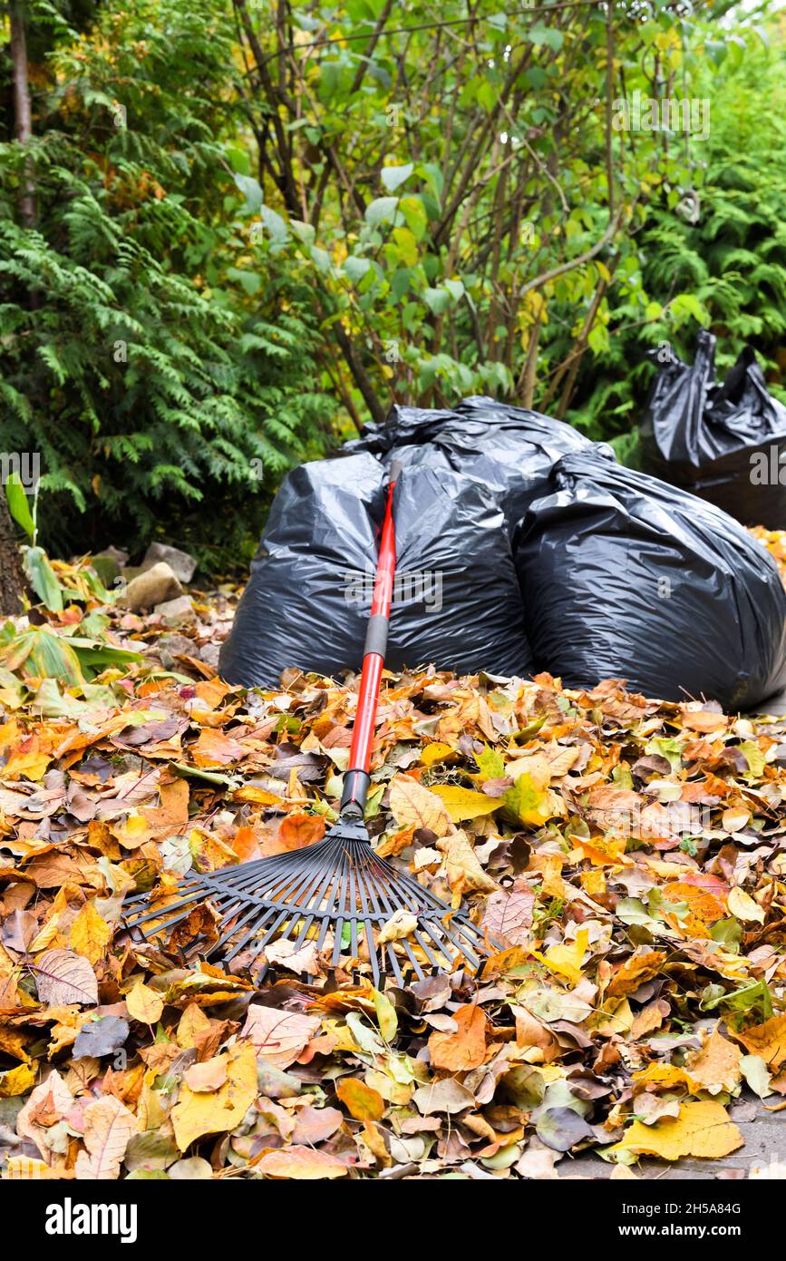 Rake and a pile of autumn leaves in the garden against the background ...
