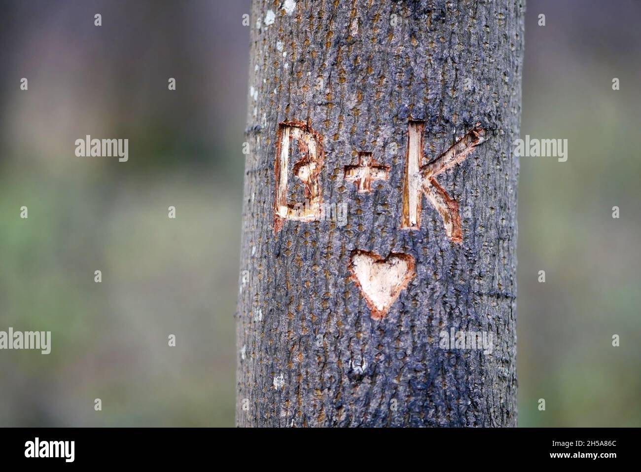 Trunk lovers hi-res stock photography and images - Alamy