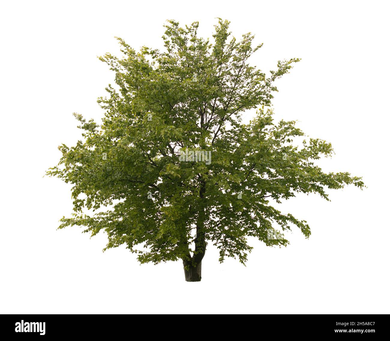tree isolated on white background. Natural object Stock Photo - Alamy