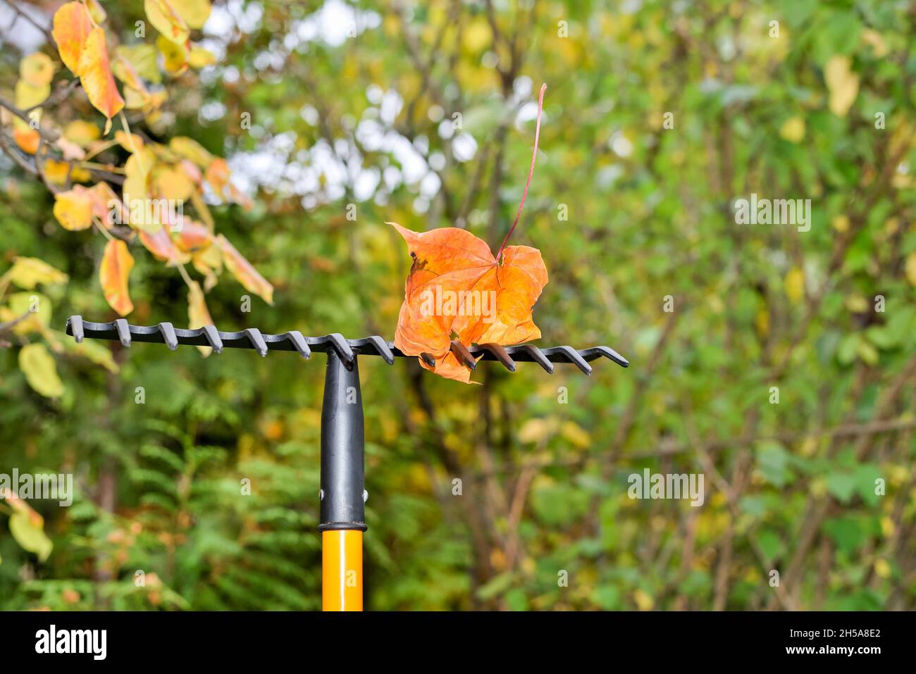 Maple leaf on a rake during autumn garden cleaning Stock Photo - Alamy