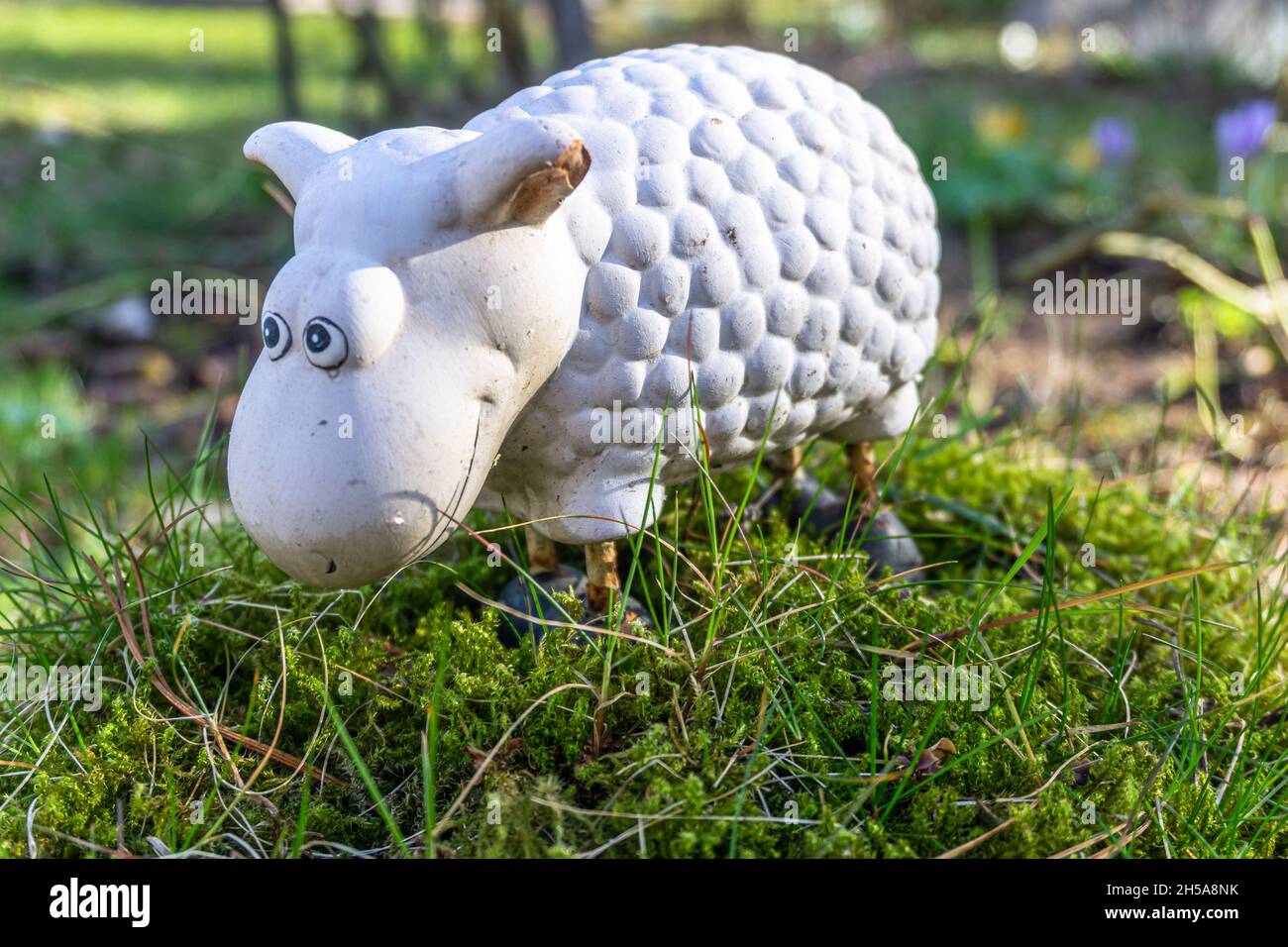Smiling sheep hi-res stock photography and images - Alamy