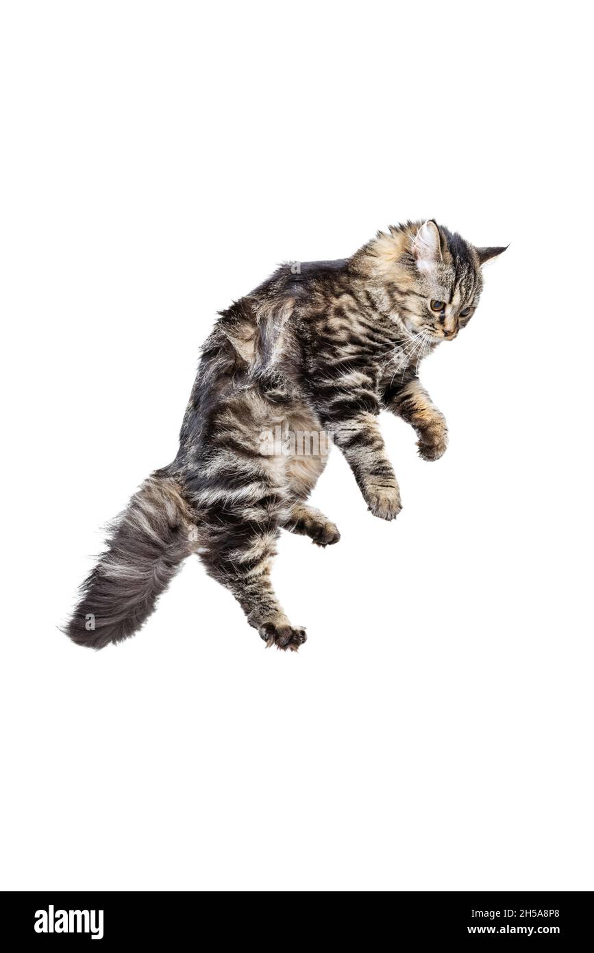 Flying Cat Png