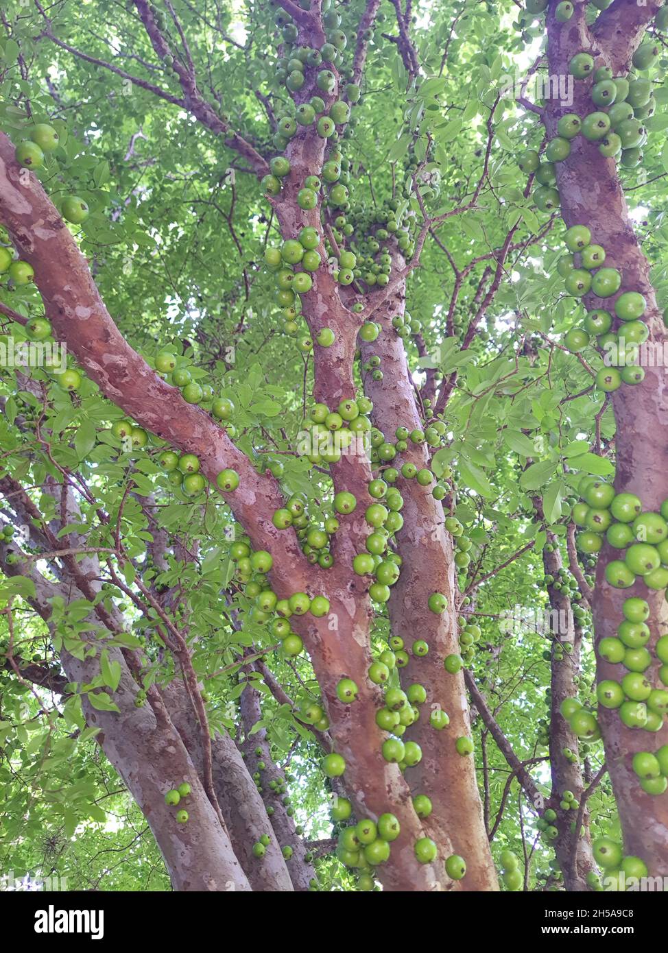 Jabuticaba in a tree, is a Brazilian fruit tree of the Myrtaceae family ...
