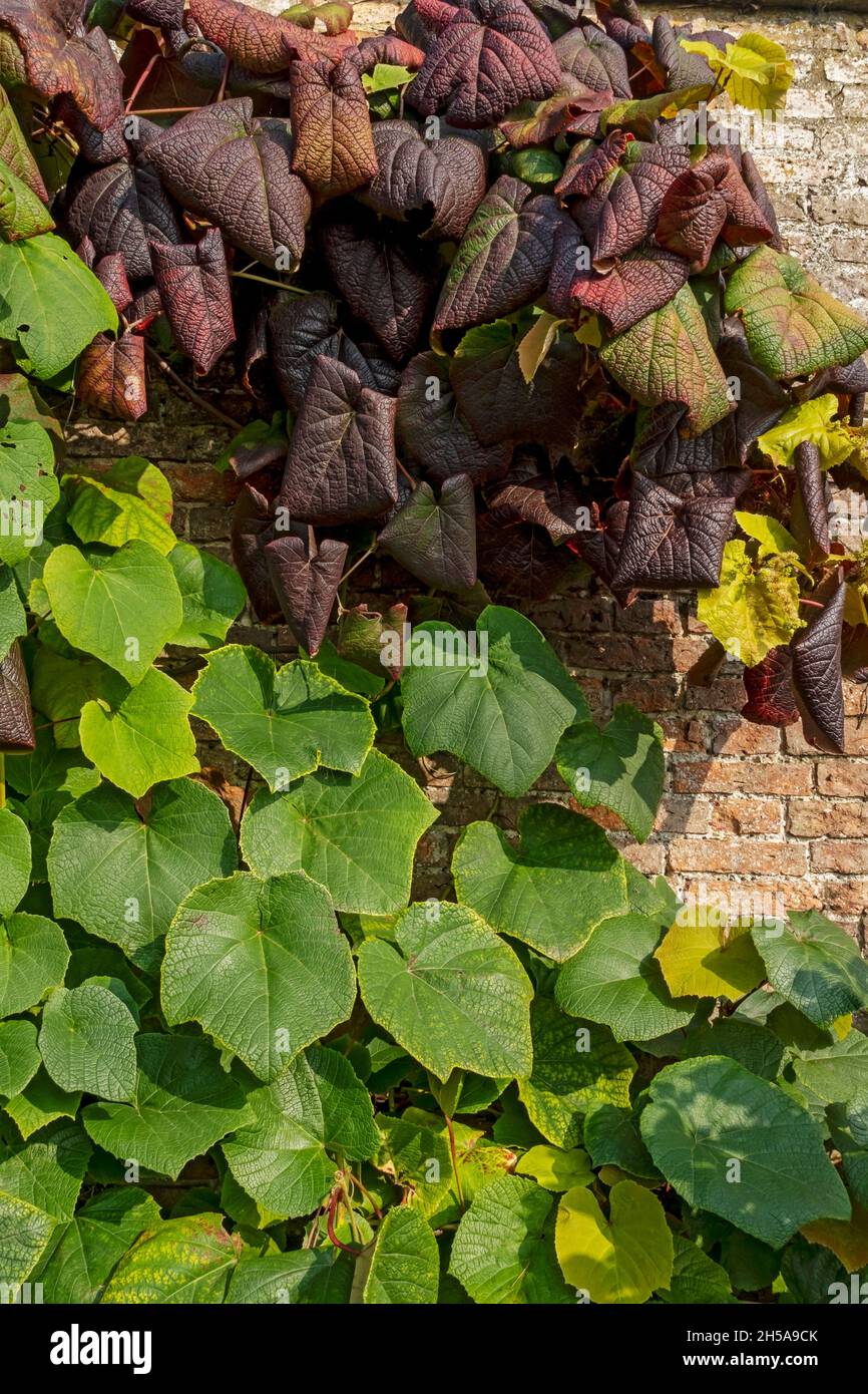 Grape vine uk hi-res stock photography and images - Alamy