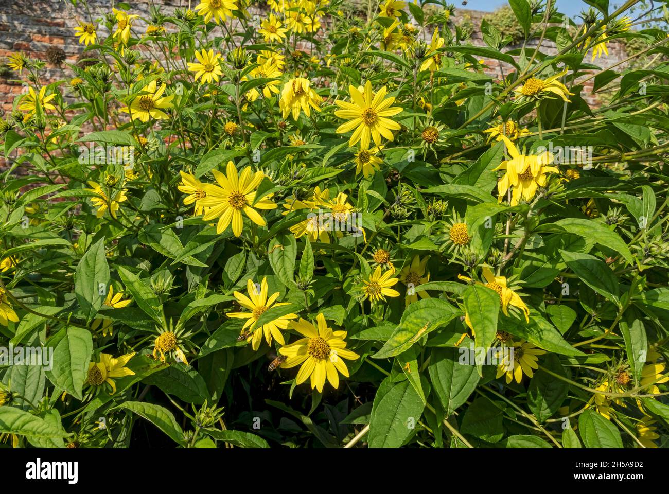 Yellow flowers flower flowering of helianthus 'lemon queen' perennial ...