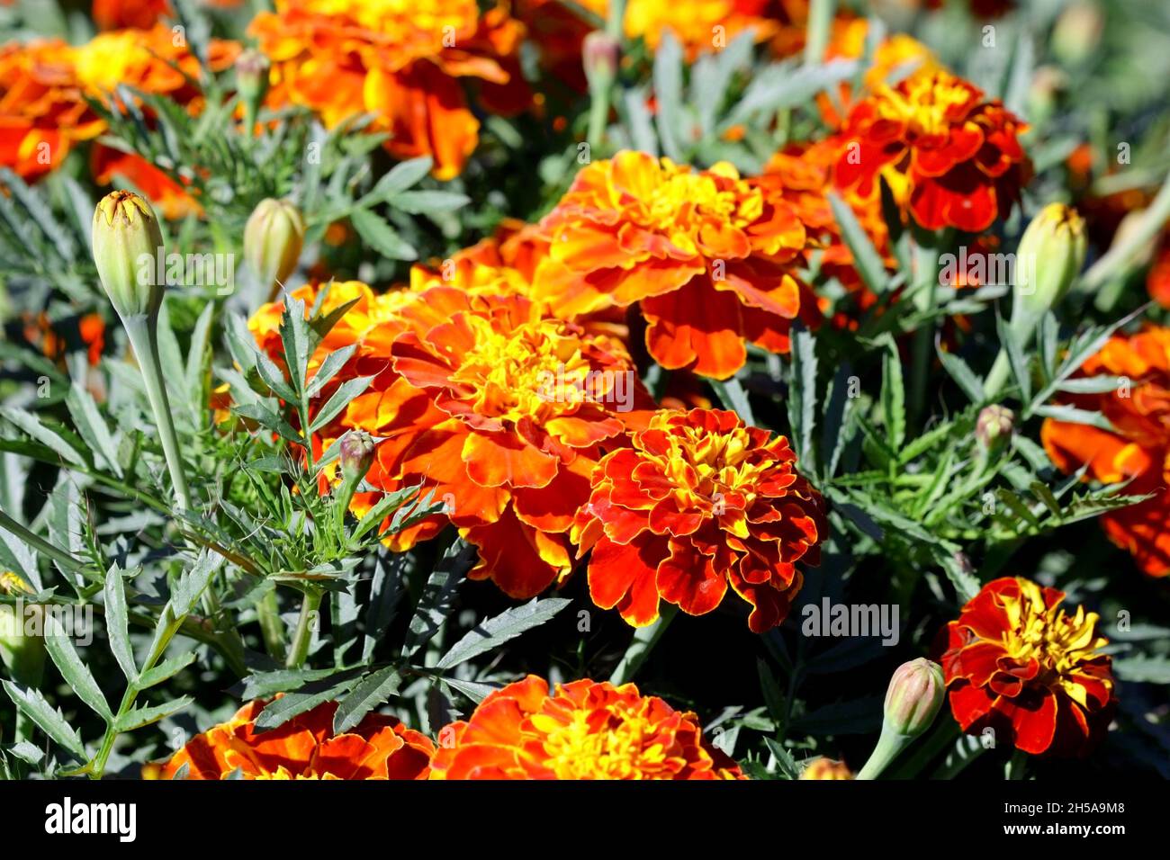 Bright red orange marigolds growing on the street a close up ...