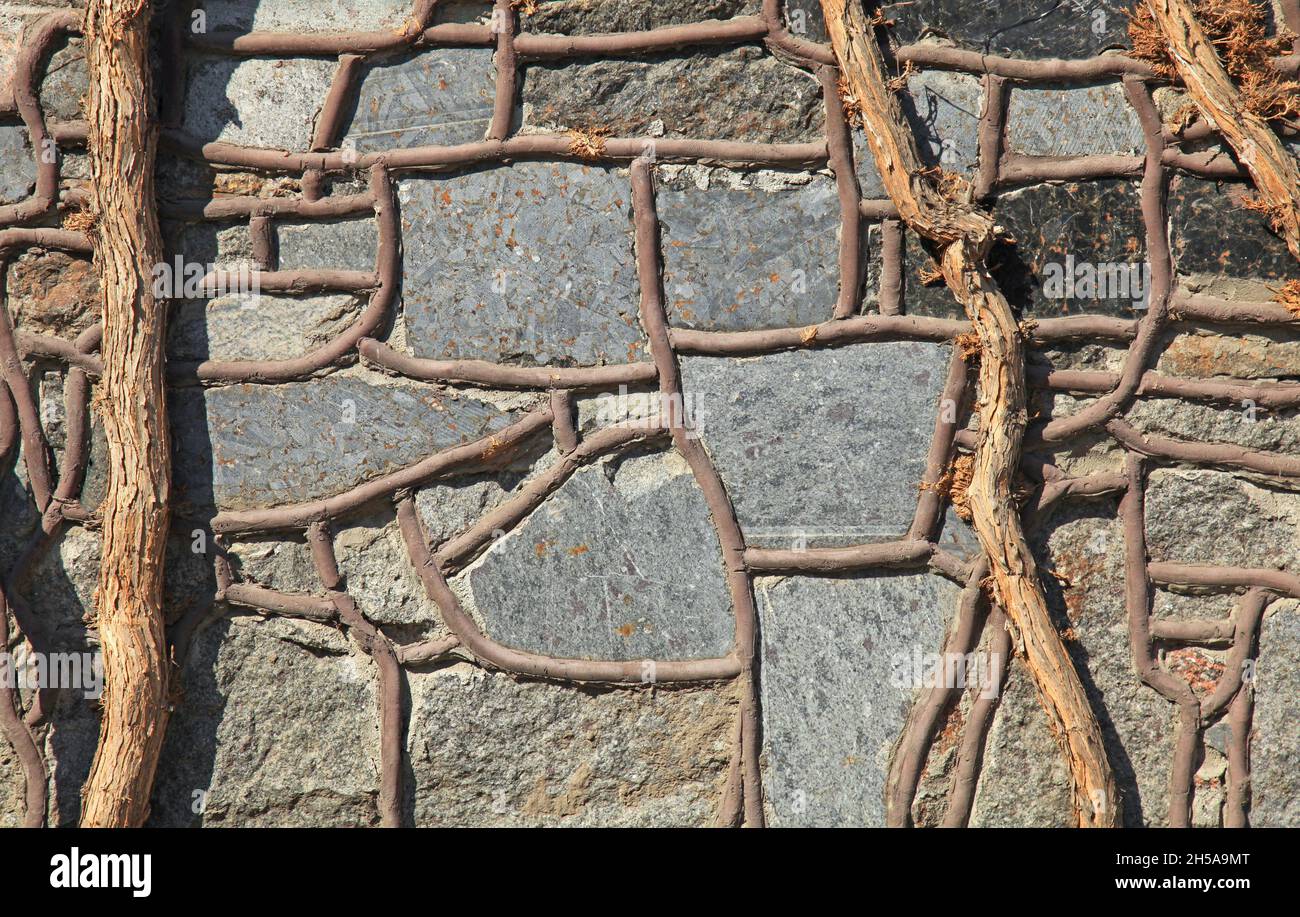 Stone wall, texture, background. Grapevine on the background of a ...