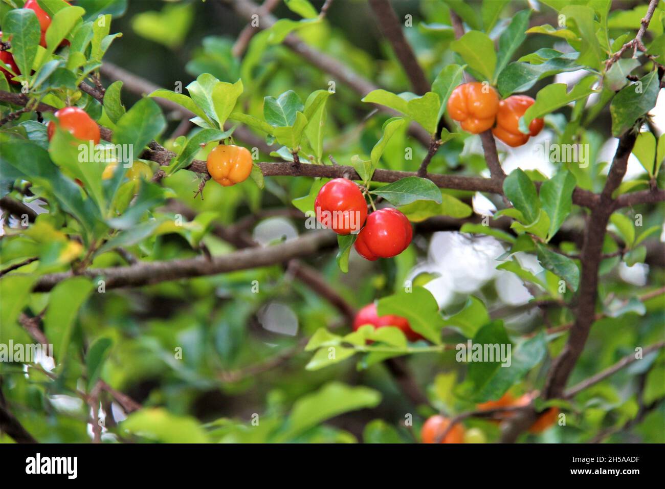 Eugenia tree hi-res stock photography and images - Alamy