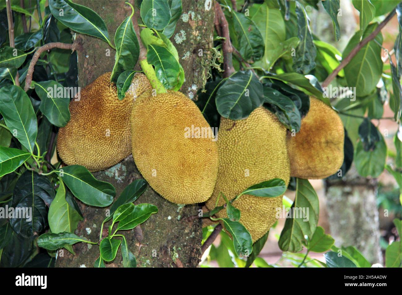 A bunch of jackfruit on a tree, Artocarpus heterophyllus, commonly ...