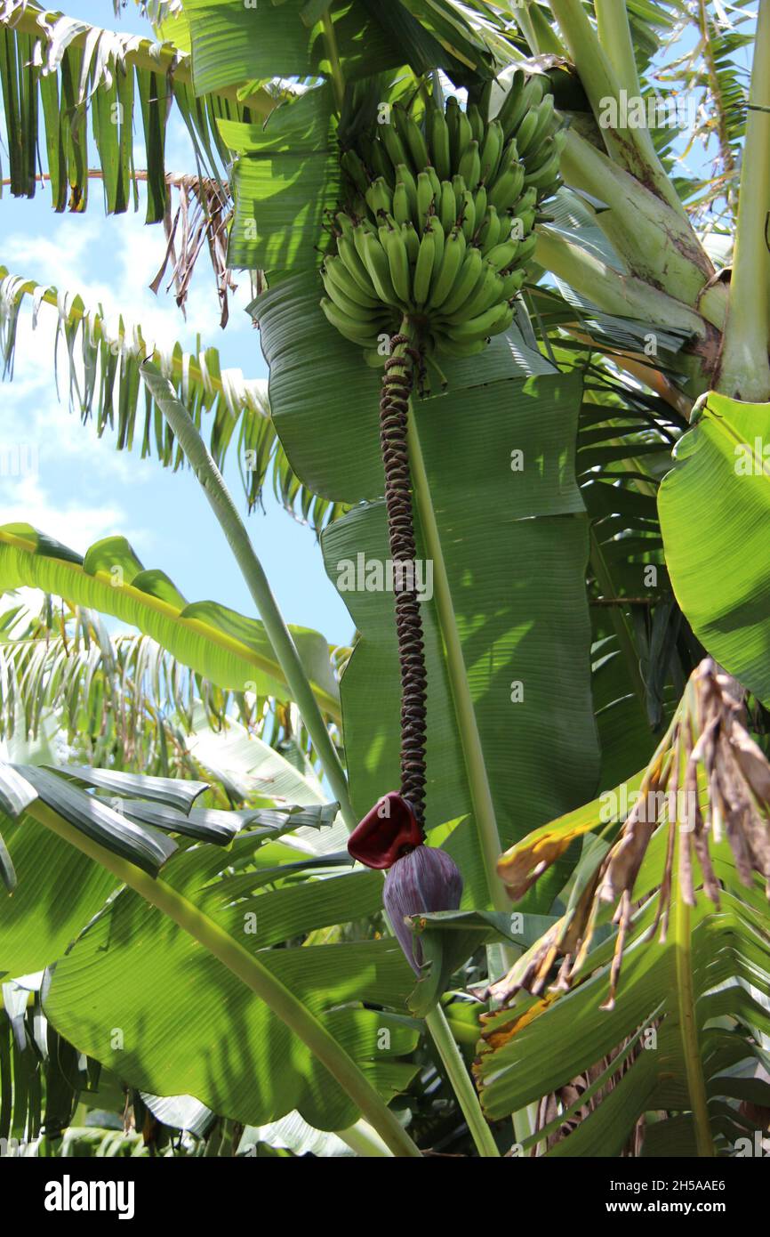 Bunch of bananas, isolated. Banana, pacoba or pacova is a pseudoberry ...