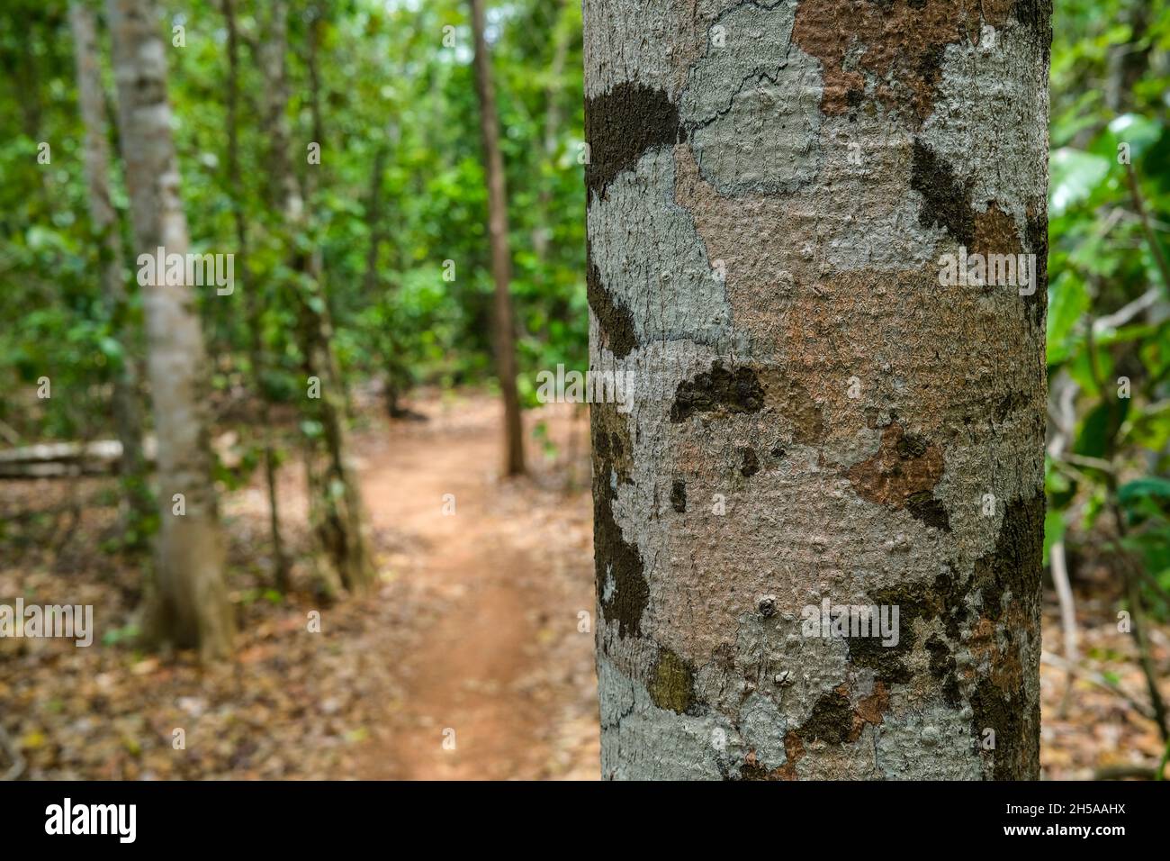 Colourful tree hi-res stock photography and images - Alamy