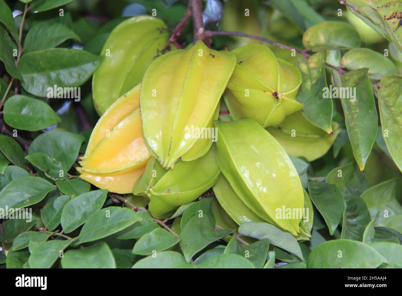 Carambola a bunch on a tree (Averrhoa carambola), belongs to the family ...