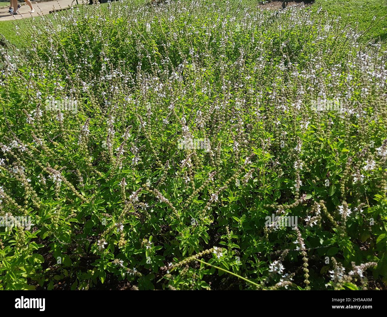 Basil, planting in a public garden, São Paulo, Brazil Stock Photo - Alamy