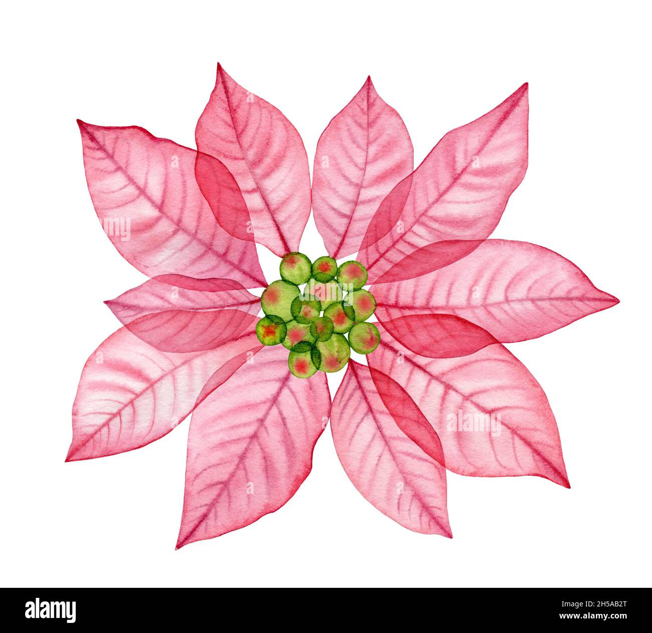 Pink Poinsettia Clip Art