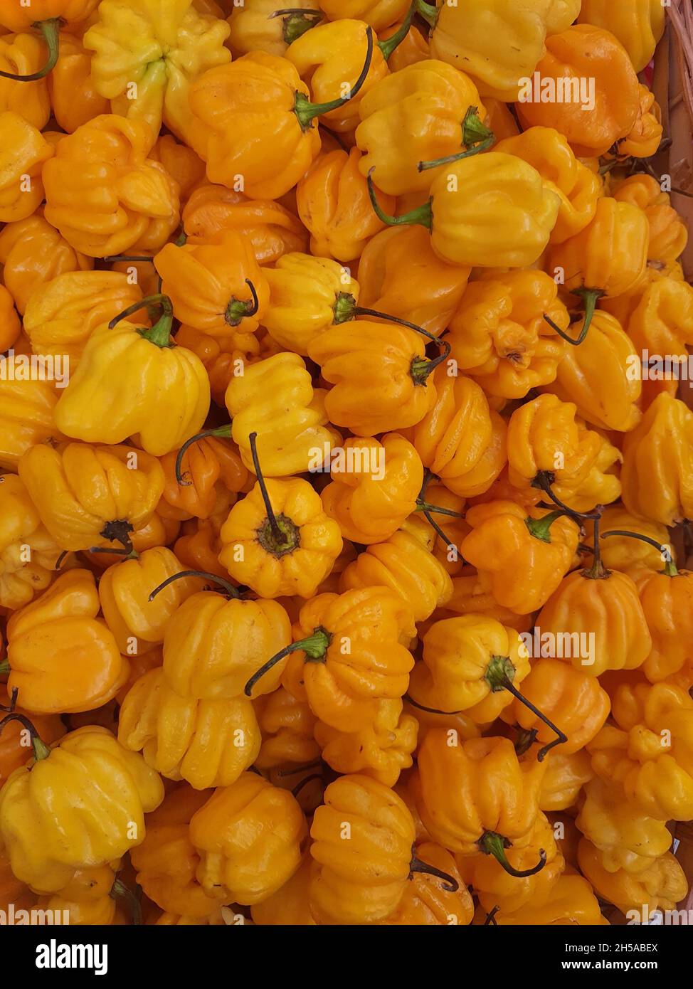 Habanero pepper: yellow in color in a market. It is a hot variety of ...
