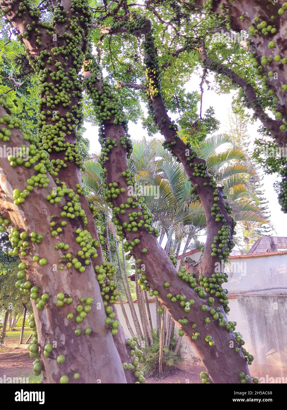 Jabuticaba in a tree, is a Brazilian fruit tree of the Myrtaceae family ...