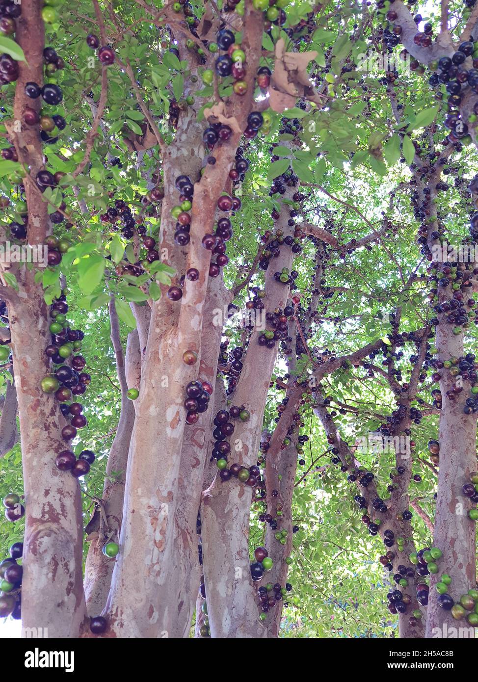 Jabuticaba in a tree, is a Brazilian fruit tree of the Myrtaceae family ...