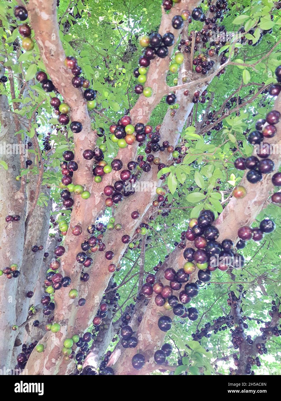 Jabuticaba in a tree, is a Brazilian fruit tree of the Myrtaceae family ...
