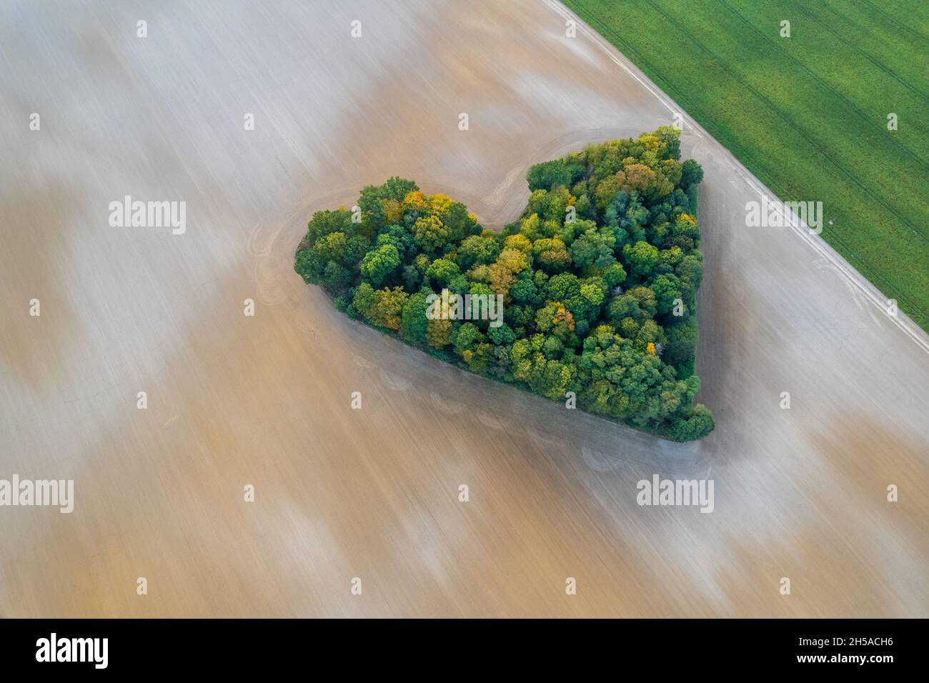 Copse in heart hi-res stock photography and images - Alamy