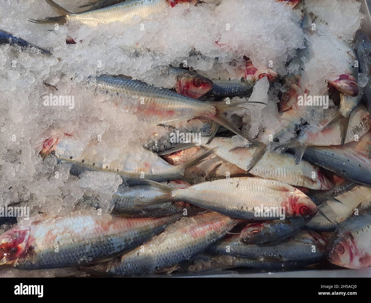 Raw fish on ice, various types, chopped at the fish market in a market ...