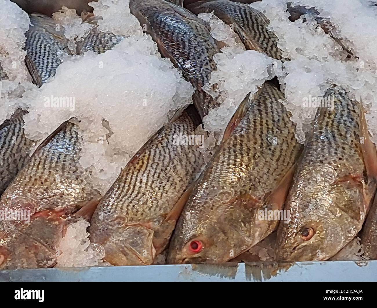 Raw fish on ice, various types, chopped at the fish market in a market ...