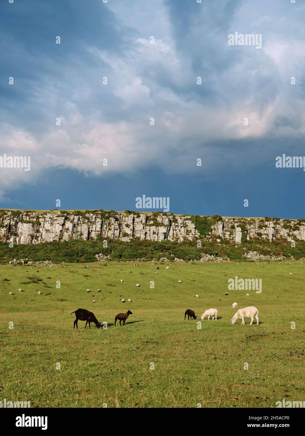 The limestone escarpment of Howick Scar / Long Heugh, near the village ...