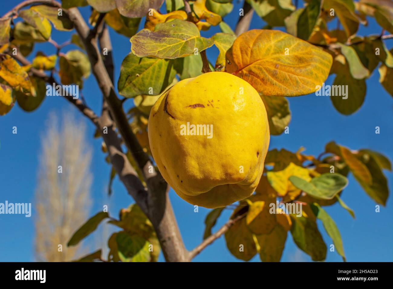 Growing quince hi-res stock photography and images - Alamy