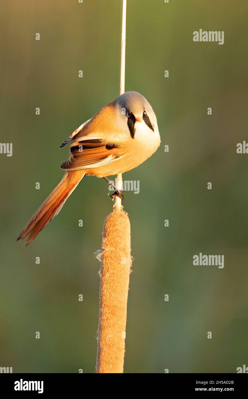 Male Bearded reedling with the first light of day on the vegetation of ...