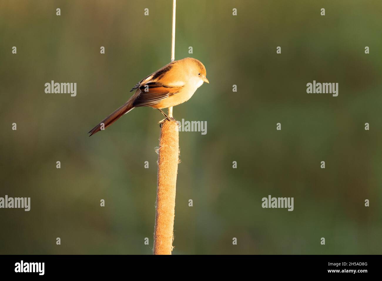 Female Bearded reedling with the first light of day on the vegetation ...