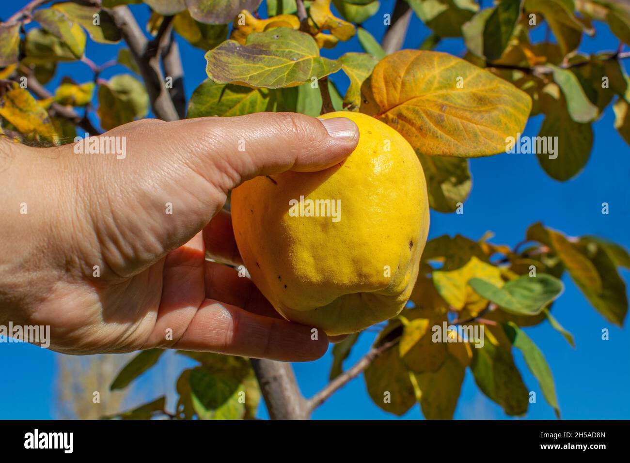 Growing quince hi-res stock photography and images - Alamy