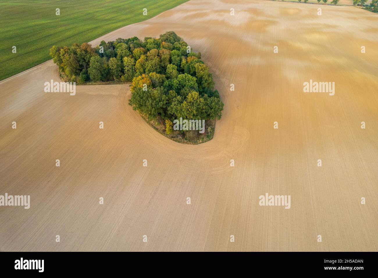 Copse in heart hi-res stock photography and images - Alamy