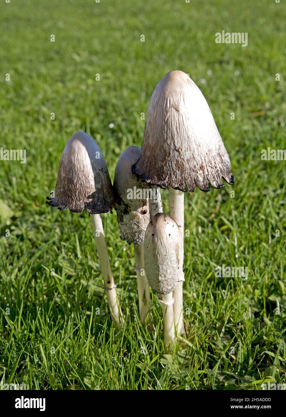 Short shelf life hi-res stock photography and images - Alamy