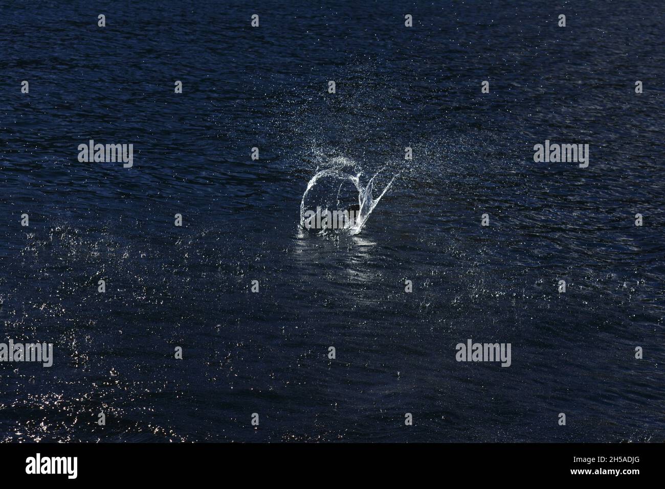 Watermark of a stone bouncing in a lake, pebble making toad, or ...