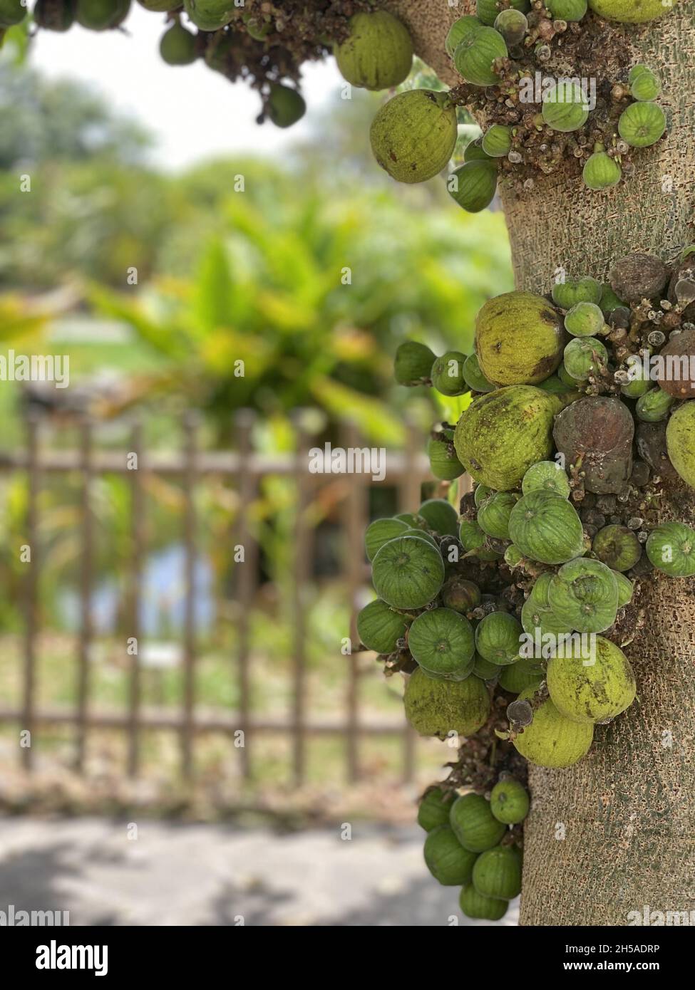 Fig tree fruit river hi-res stock photography and images - Alamy