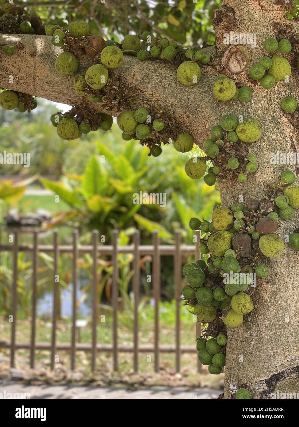 Fig tree fruit river hi-res stock photography and images - Alamy