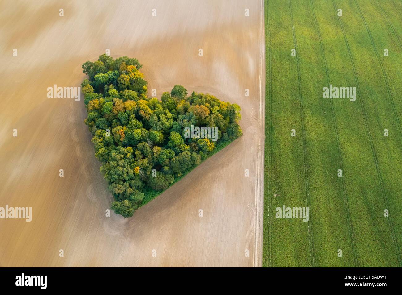 Heart shape in the woods hi-res stock photography and images - Alamy