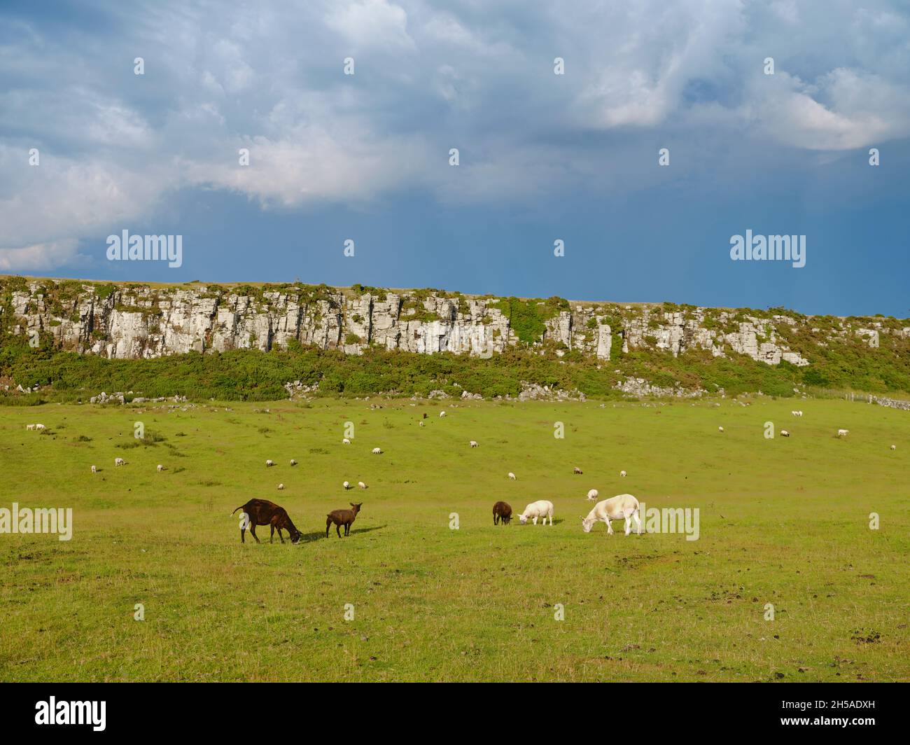The limestone escarpment of Howick Scar / Long Heugh, near the village ...