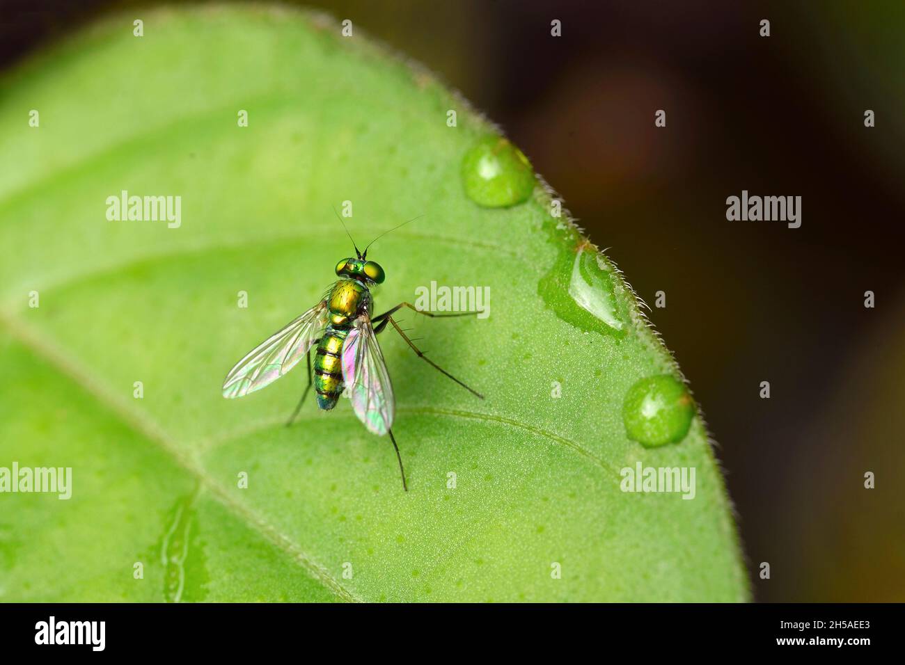 Gold Insects High Resolution Stock Photography and Images - Alamy