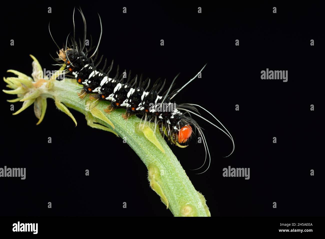Caterpillar exoskeleton hi-res stock photography and images - Alamy