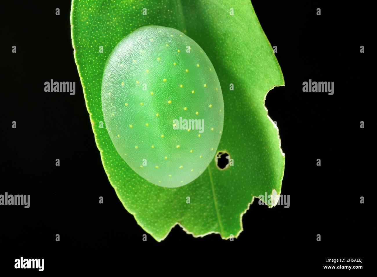 Caterpillar exoskeleton hi-res stock photography and images - Alamy