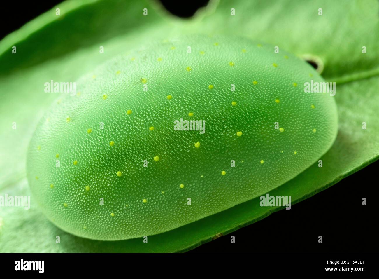 Caterpillar exoskeleton hi-res stock photography and images - Alamy