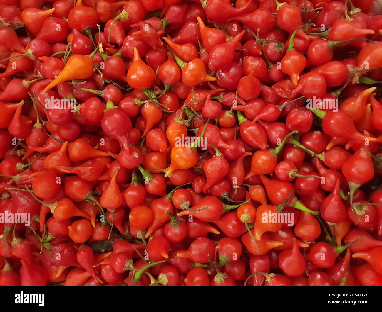 Beak, red pepper, backgrounds and textures. View from above Stock Photo ...