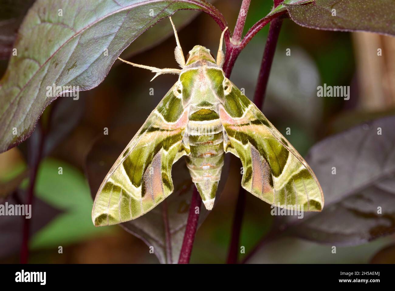 Moth Conservation High Resolution Stock Photography and Images - Alamy