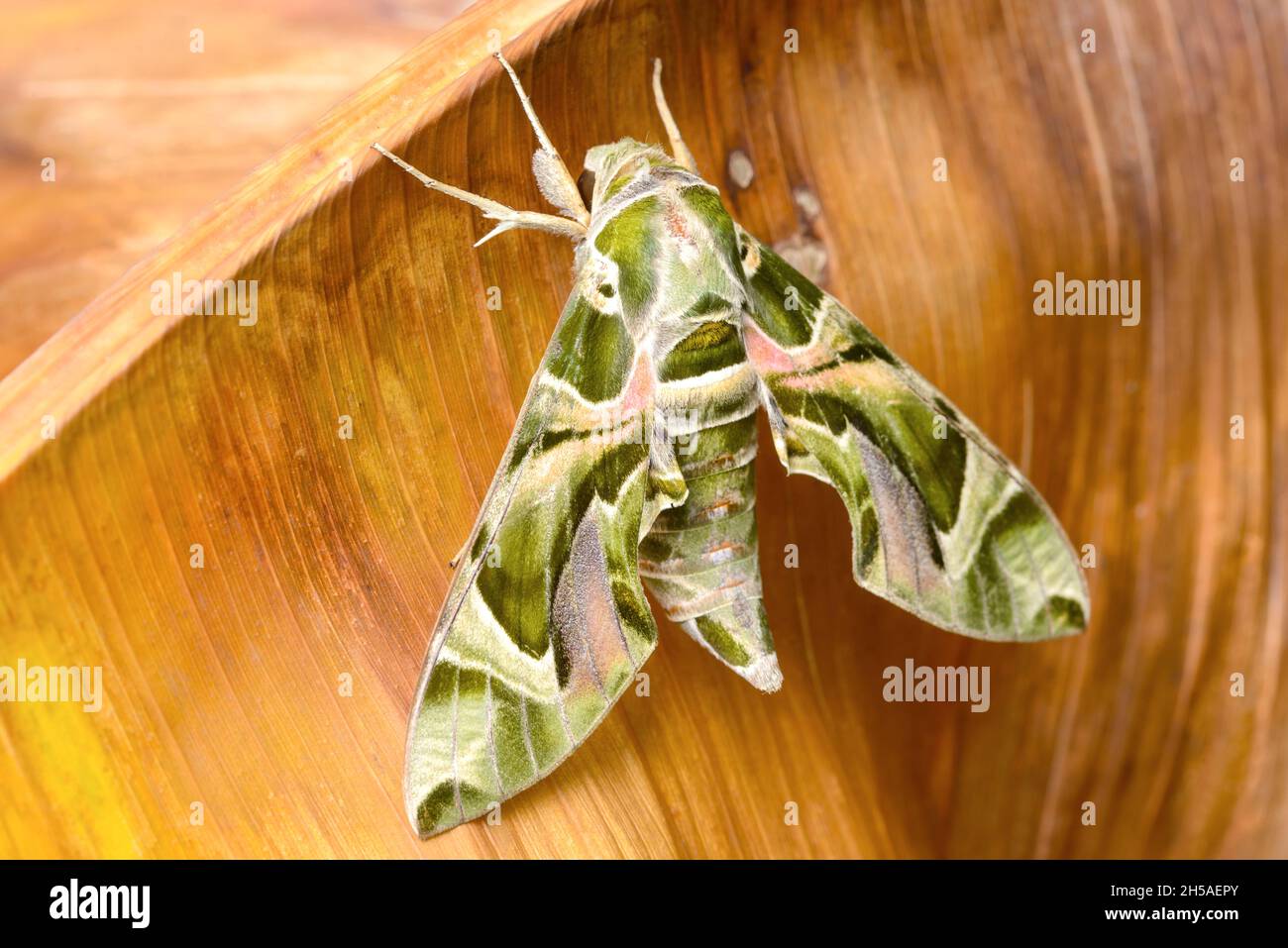 Moth Conservation High Resolution Stock Photography and Images - Alamy