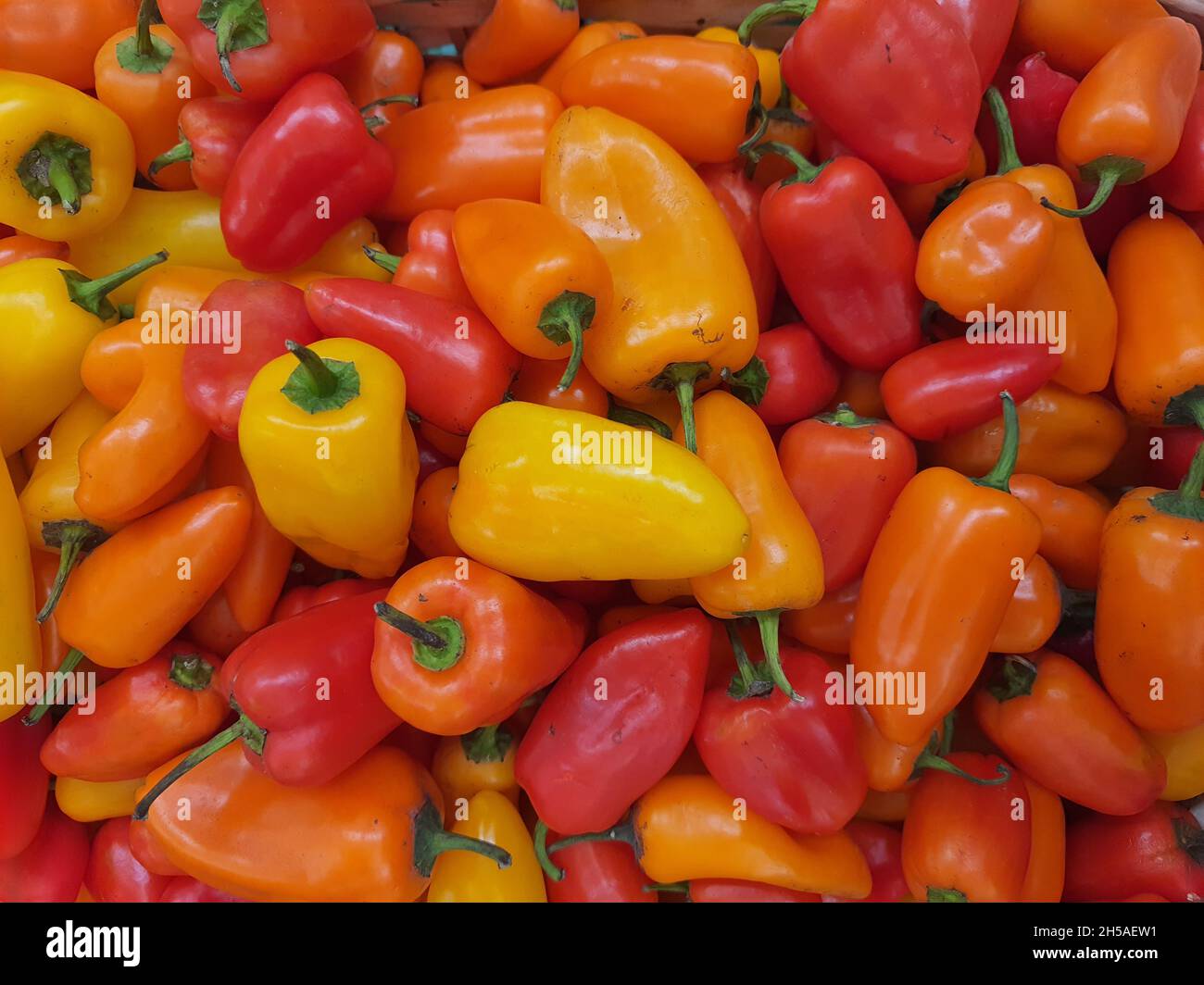 Mini peppers: yellow, orange, red. Capsicum annuum species .Full screen ...