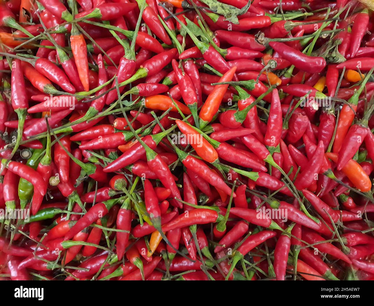 Chili pepper is a variety of Capsicum frutescens. It is also known by ...